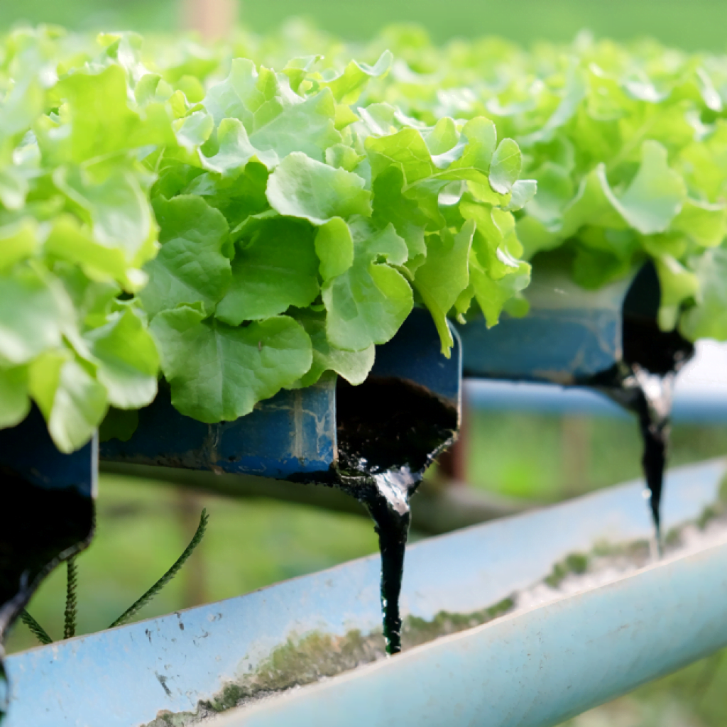 Hydroponics | Solution Ozone