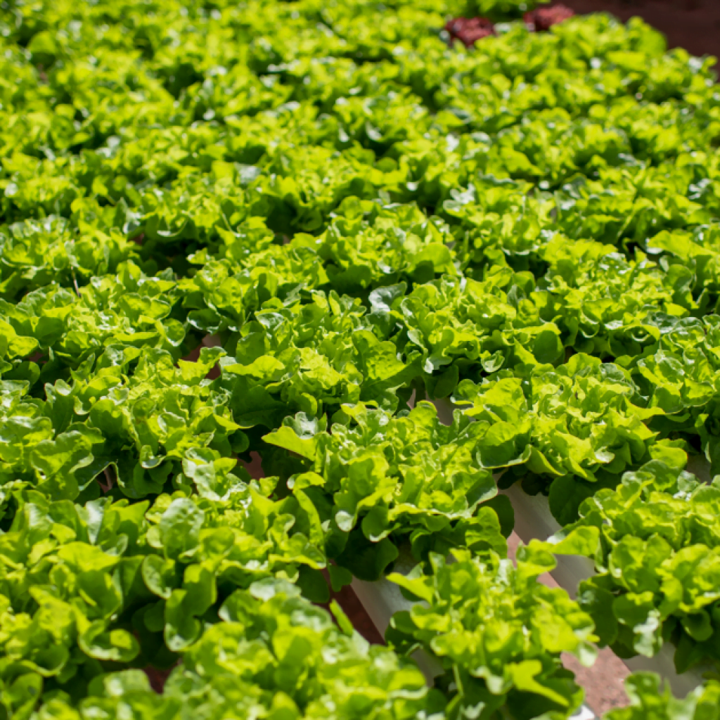 Hydroponics | Solution Ozone
