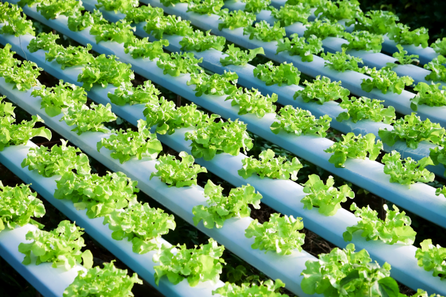 Hydroponics | Solution Ozone