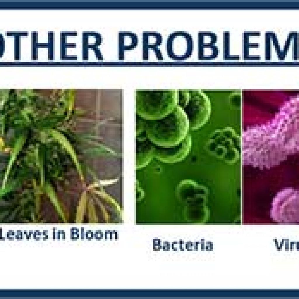 Cannabis Production - Solution Ozone - Ozone Cannabis Production